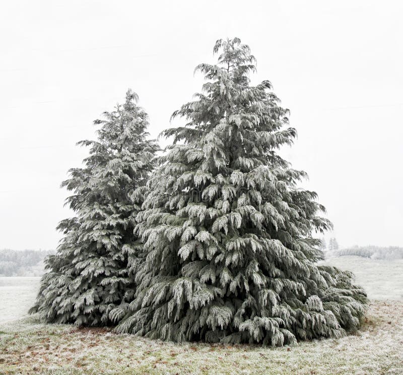 Cedar Trees with White Frost Stock Image - Image of cedar, white: 35911723