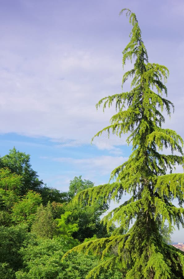 Cedar stock photo. Image of wood, cedrus, branch, cedar - 33344228