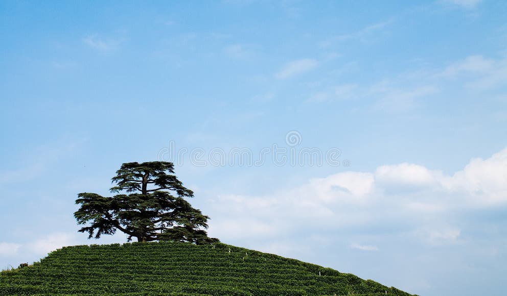 Cedar and vineyards stock photo. Image of meadows, ancient - 10212960
