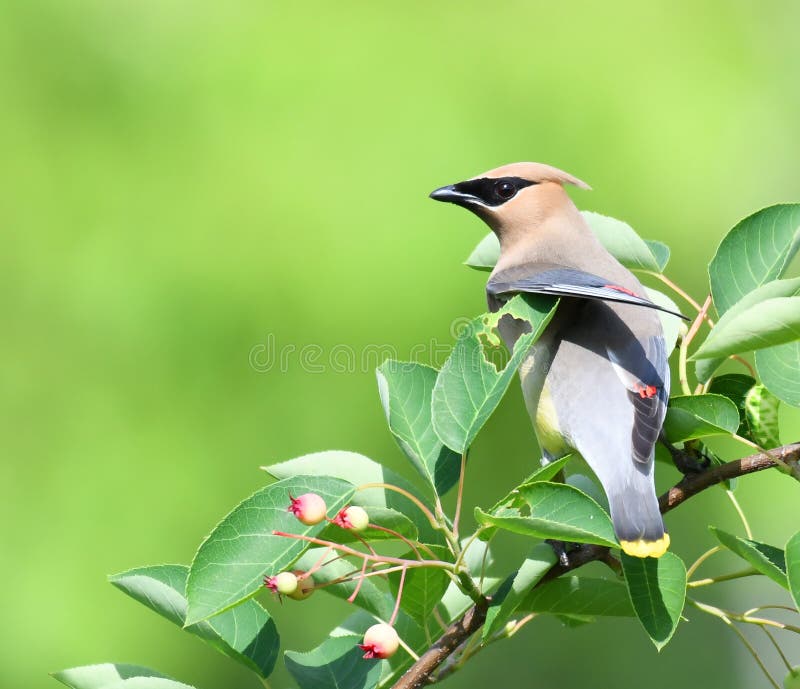 Cedar Waxing Bird Eating Fruit on the Tree Stock Image - Image of ...