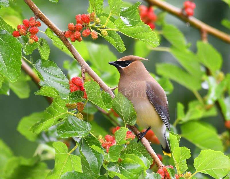Cedar Waxing Bird Eating Mulberry Fruit on the Tree Stock Image - Image ...
