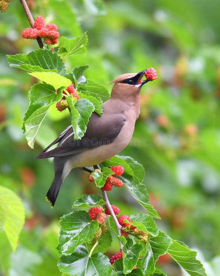 Cedar Waxing Bird Eating Mulberry Fruit on the Tree Stock Image - Image ...