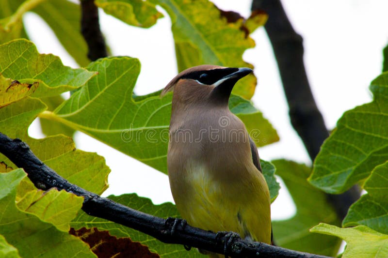 Cedar Waxwing Bandit Bird stock photo. Image of bandit - 345171232