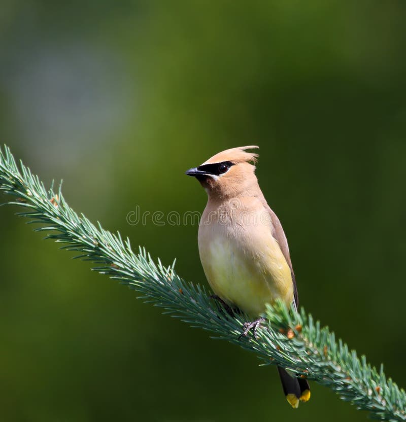 Cedar Waxwing bird stock photo. Image of evergreen, masked - 6079938