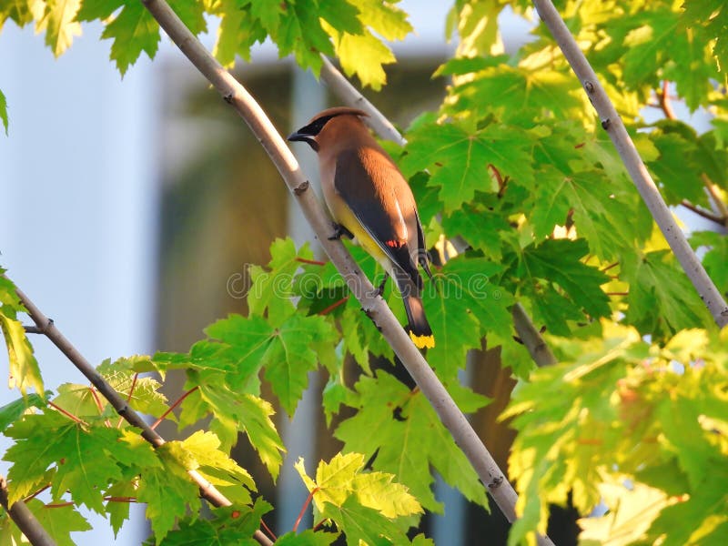 Cedar Waxwing Bird Perched on a Tree Branch in Evening Sun Stock Photo ...