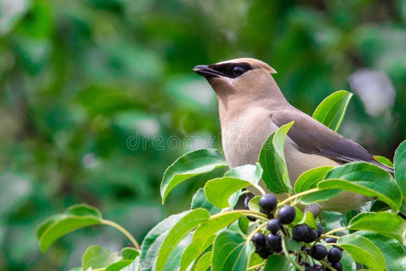 Cedar Waxwing Bird Perching on a Tree Stock Image - Image of forest ...