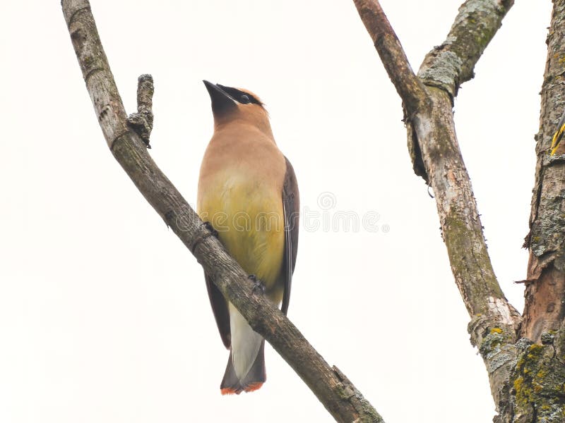 Cedar Waxwing Bird in a Tree Branch Stock Photo - Image of park, animal ...