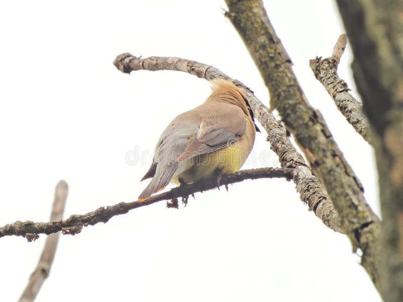 Cedar Waxwing Bird in a Tree Branch on a Cloudy Day Stock Photo - Image ...
