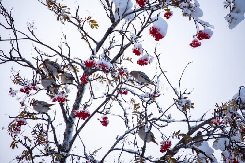 Cedar Waxwing Birds stock photo. Image of branch, winter - 364527940