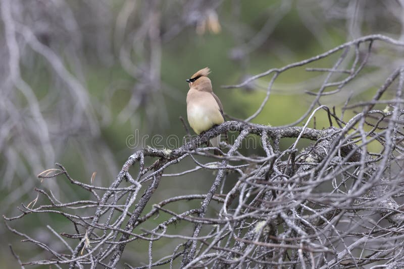 Cedar Waxwing Bombycilla Cedrorum Kanada Imagem de Stock - Imagem de ...