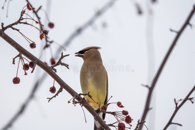 A Cedar Waxwing Bird on a Branch with Berries Stock Photo - Image of ...