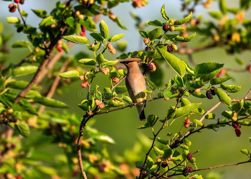 Cedar Waxwing Perched in Mulberry Tree in Decatur Cemetery Stock Image ...