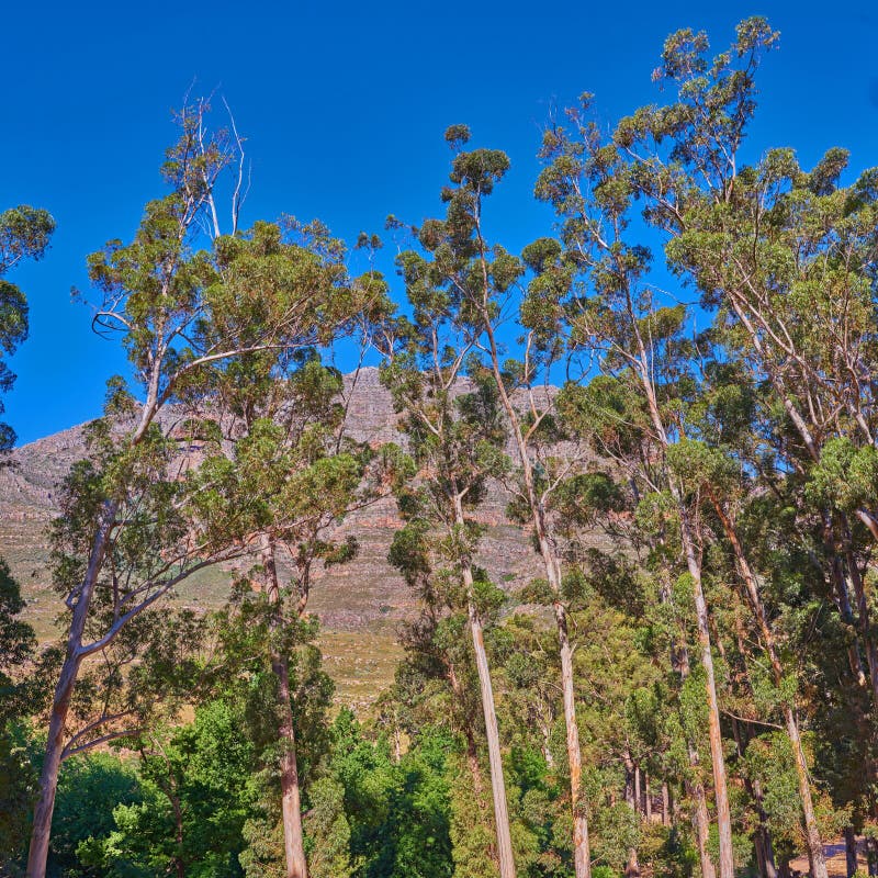 Cedarberg Wilderness Area - South Africa Stock Photo - Image of bright ...
