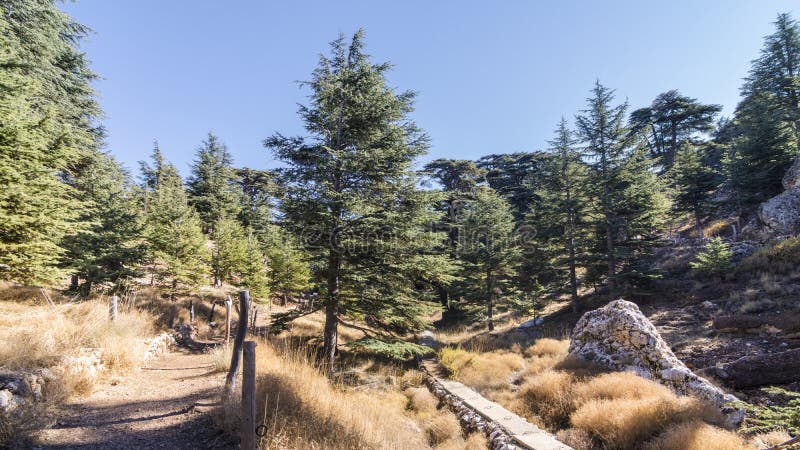 Cedars of God Forest, Arz, Bsharri, Lebanon Stock Photo - Image of ...