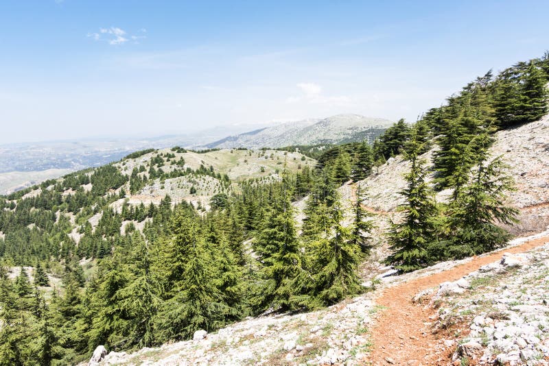 Cedars of Mount Lebanon, Shouf Biosphere Reserve Cedar Forest, Barouk ...