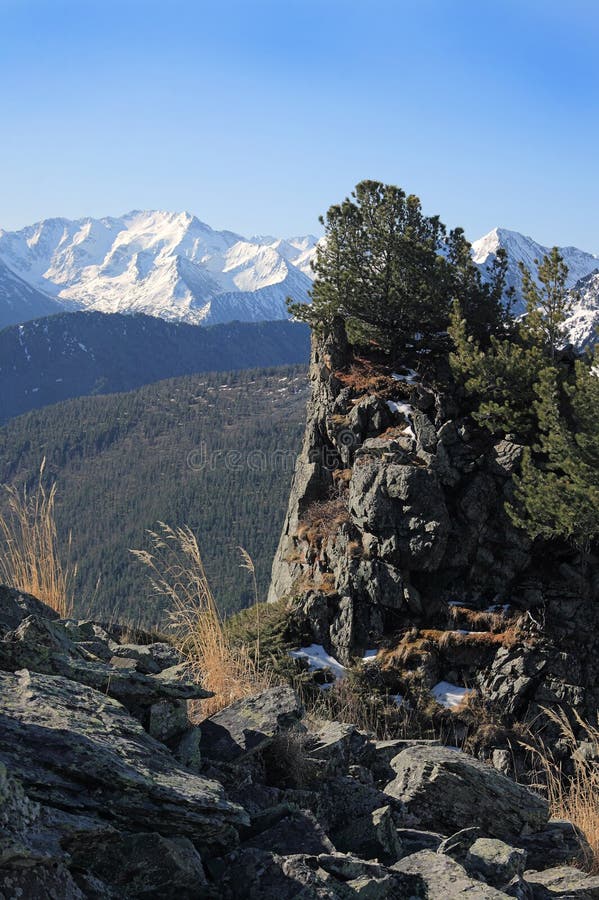 Cedars on rocks. stock image. Image of snow, blue, spring - 9905535