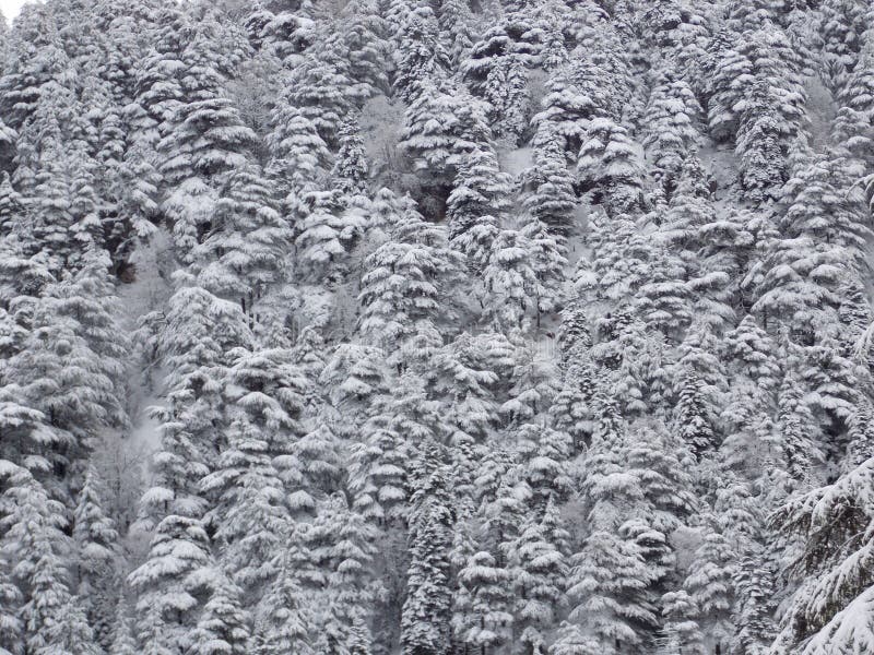 Cedars in snow stock image. Image of vivid, sunlightn - 85749545