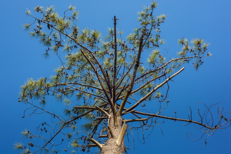 Cederdenneappels Op De Boom, Het Gemeenschappelijkste Type Van Naald ...