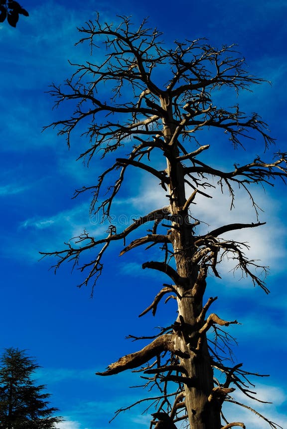 Cedre Gouraud stock image. Image of gouraud, cedre, gouroud - 49797909