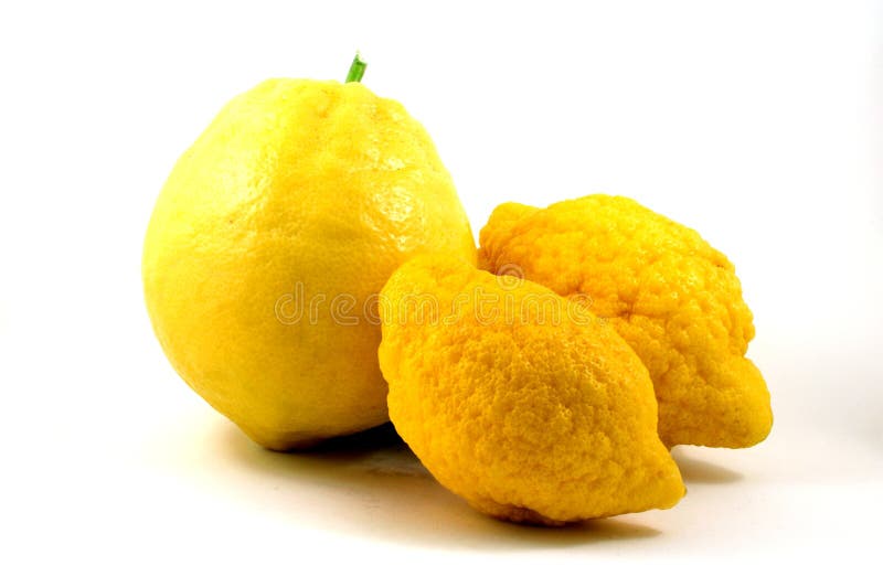 Cedri immagine stock. Immagine di isolato, frutte, cedri - 51637129