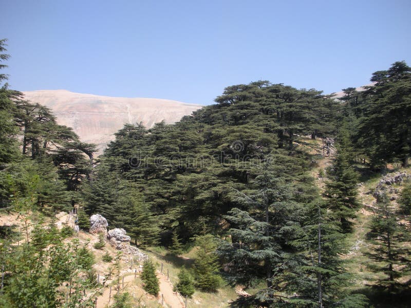 Cedri del Libano fotografia stock. Immagine di montagna - 100356324