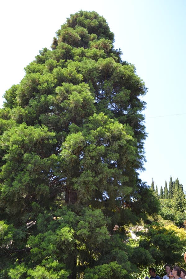 La Raíz De Un árbol De Cedro Rojo Foto de archivo - Imagen de ...