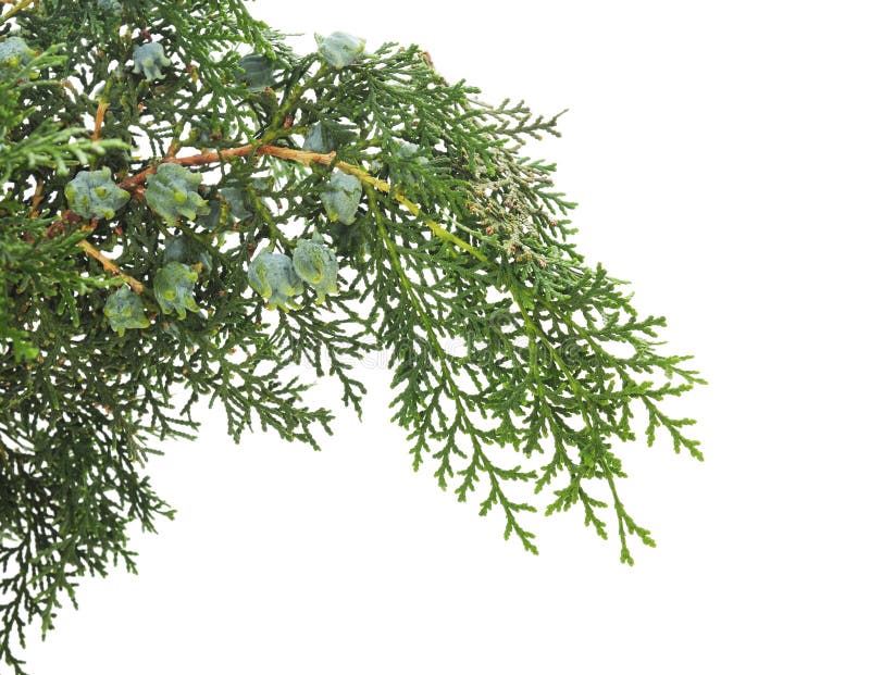 Cedro Branco - Fim De Occidentalis Do Thuja Acima, Profundidade Rasa ...