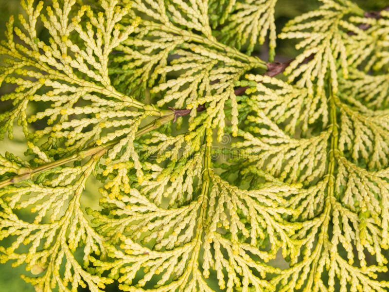 Cedro branco foto de stock. Imagem de verde, exterior - 37930060