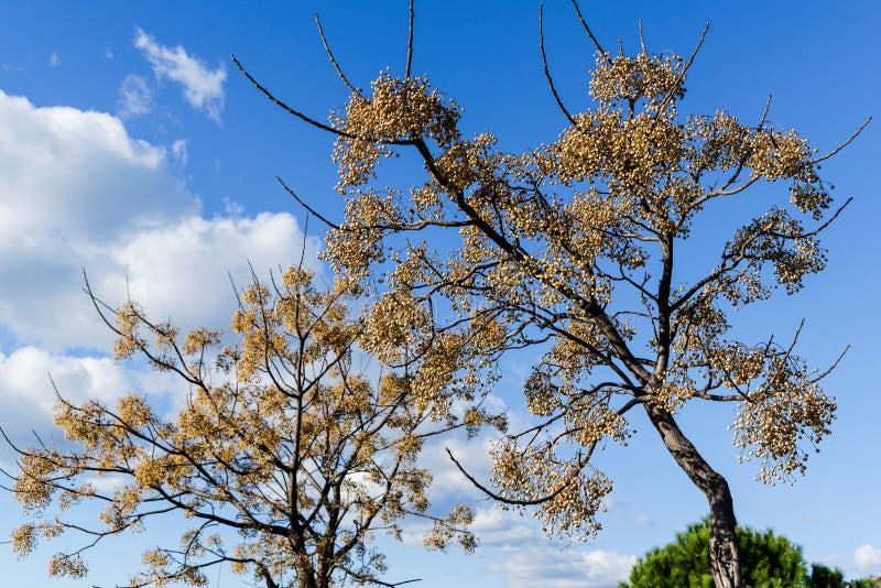Árvore de cedro branco imagem de stock. Imagem de nave - 42931323