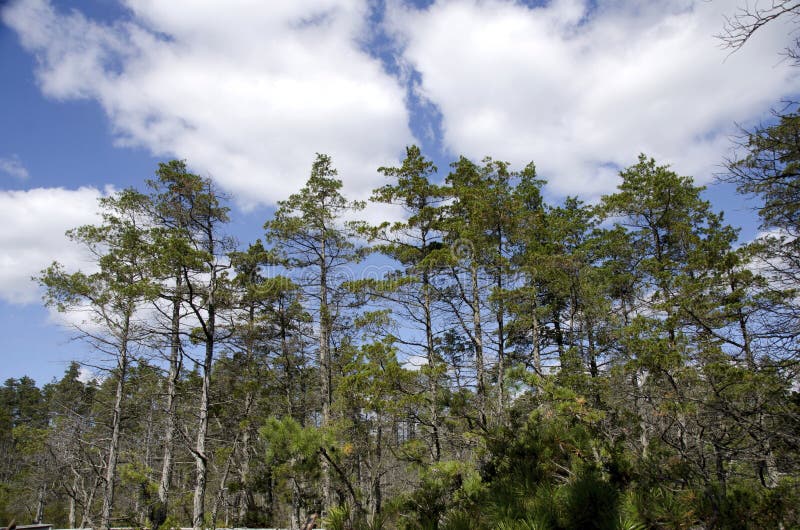 Árvore de cedro branco imagem de stock. Imagem de nave - 42931323