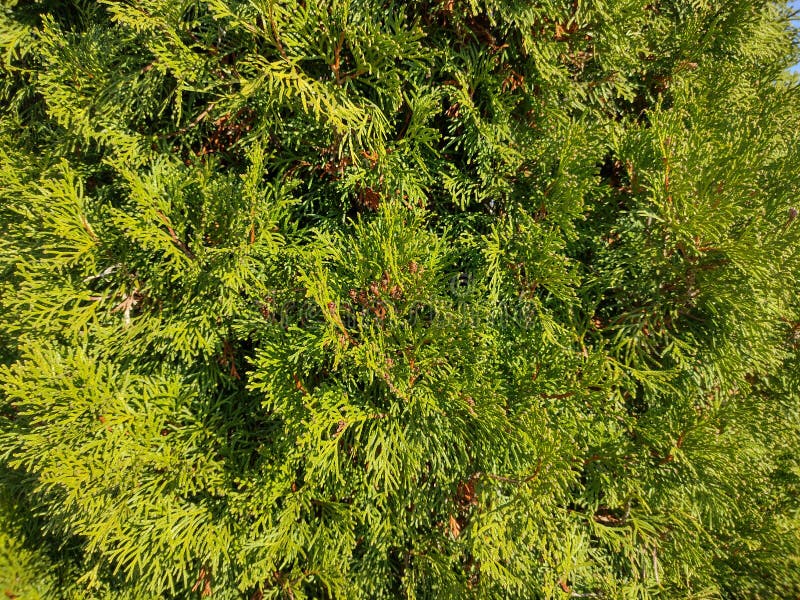 Cedro Branco Do Norte. Thuja Occidentalis Foto de Stock - Imagem de ...