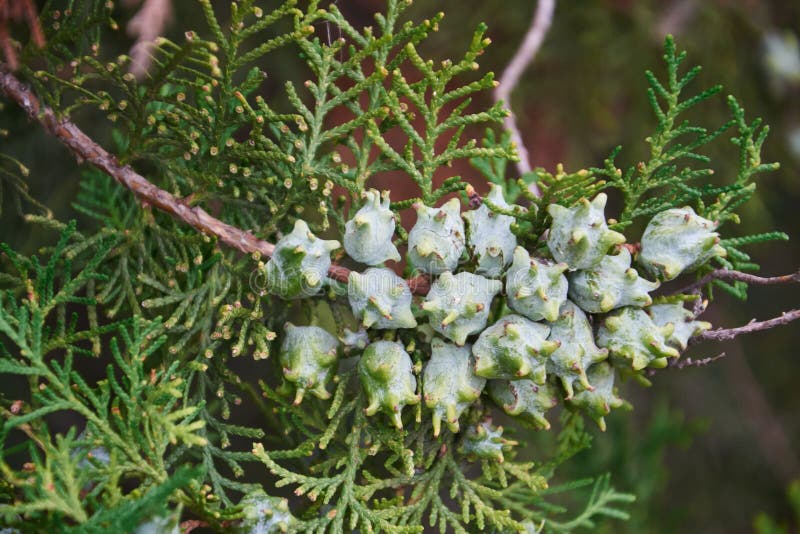 Cedro Branco Do Ramo Com Os Cones No Fundo Verde Fim Acima Foto de ...