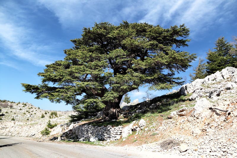 Árbol de cedro, Líbano foto de archivo. Imagen de copia - 10557894