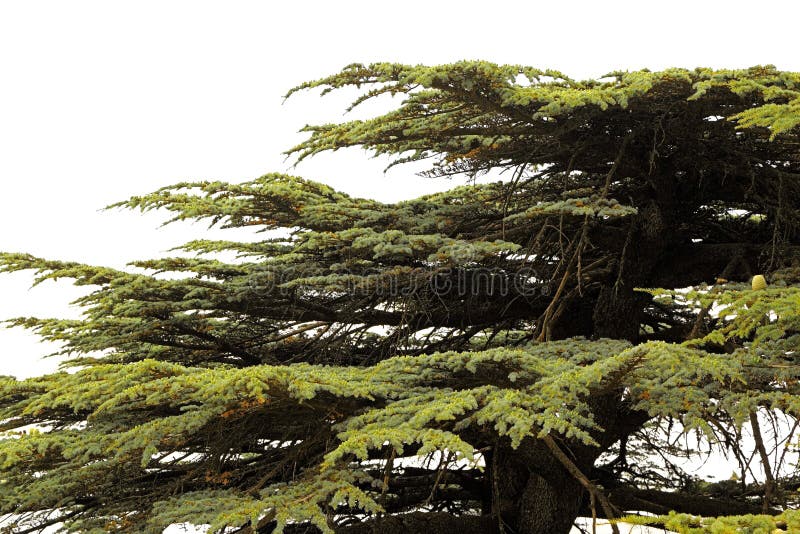 Cedro, Líbano foto de archivo. Imagen de copia, aislado - 10557894