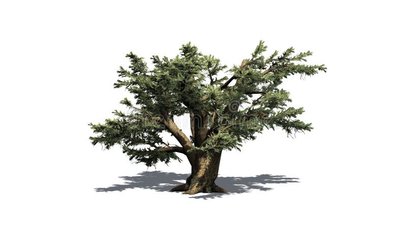 Cedro del árbol de Líbano stock de ilustración. Ilustración de blanco ...