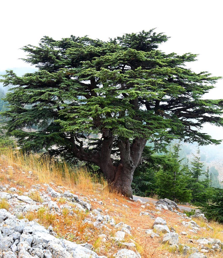 Cedro Del Libano Su Un Fondo Bianco Fotografia Stock - Immagine di ...