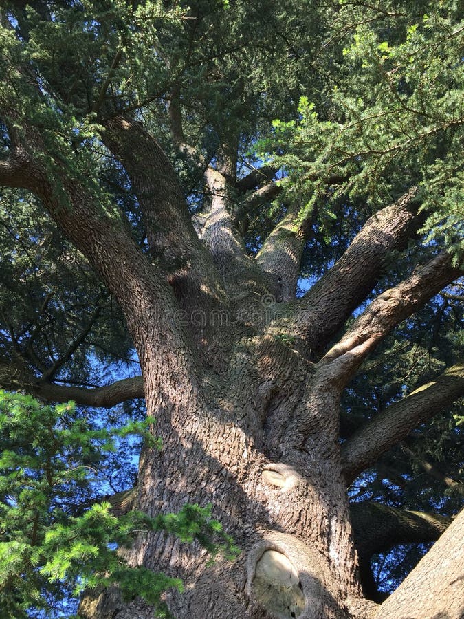 Albero Di Cedro Libano Foto Stock - Download 807 Royalty Free Photos