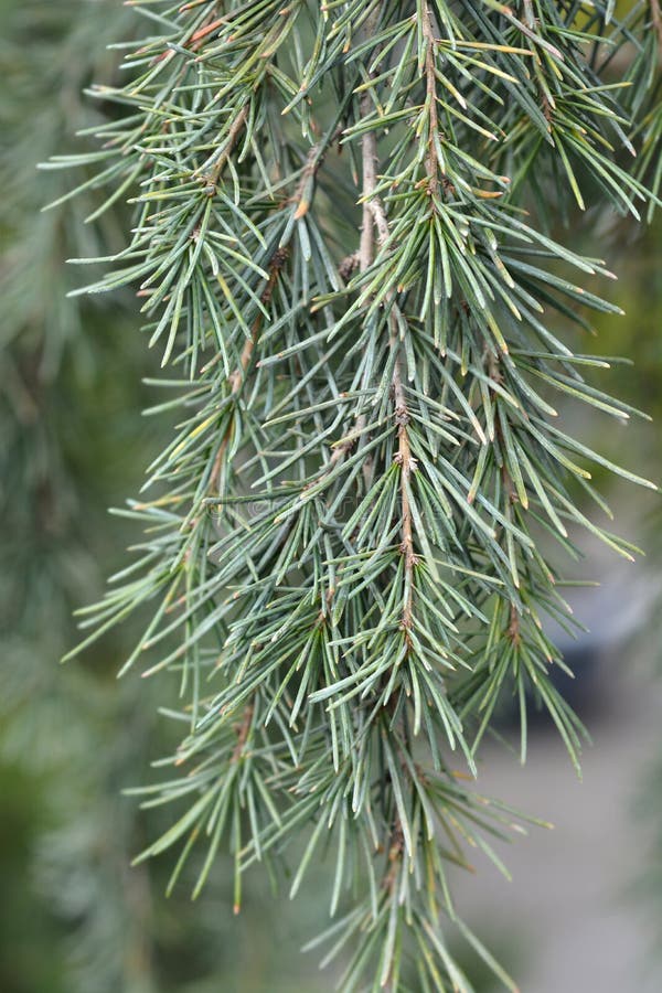 Cedro deodara piangente immagine stock. Immagine di pianta - 140980367