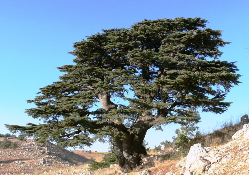 Cedro libanés. foto de archivo. Imagen de maronita, bosque - 33689000