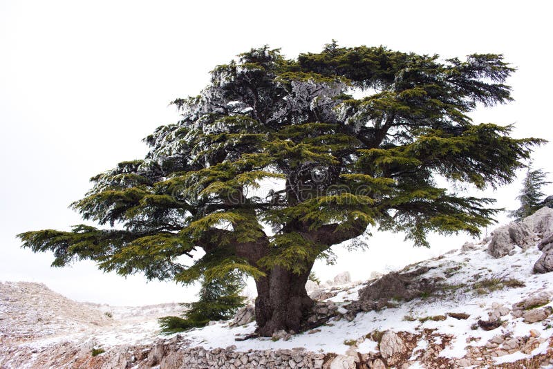 Albero Di Cedro Libanese (libani Del Cedrus) Immagine Stock - Immagine ...