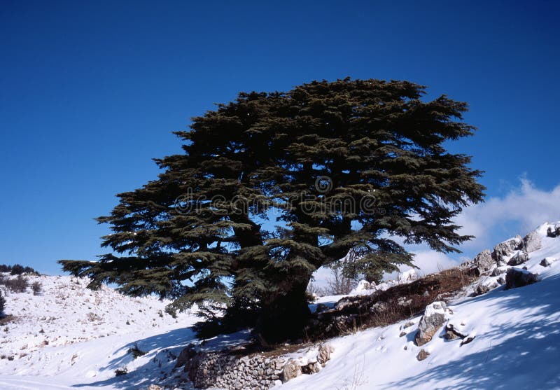 Albero Di Cedro Del Libano Un Albero Secolare, Simbolo Di La Morra ...
