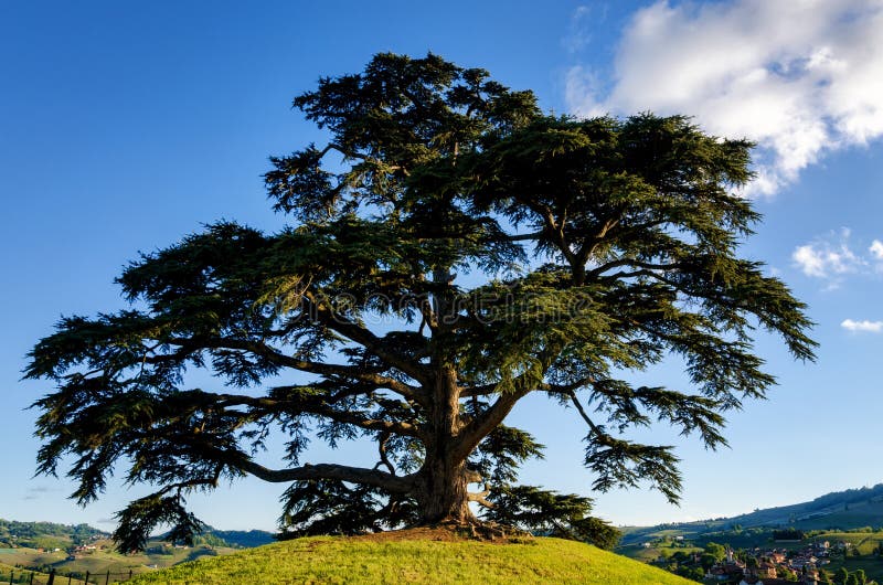 1,831 árbol De Cedro Líbano Fotos de stock - Fotos libres de regalías ...