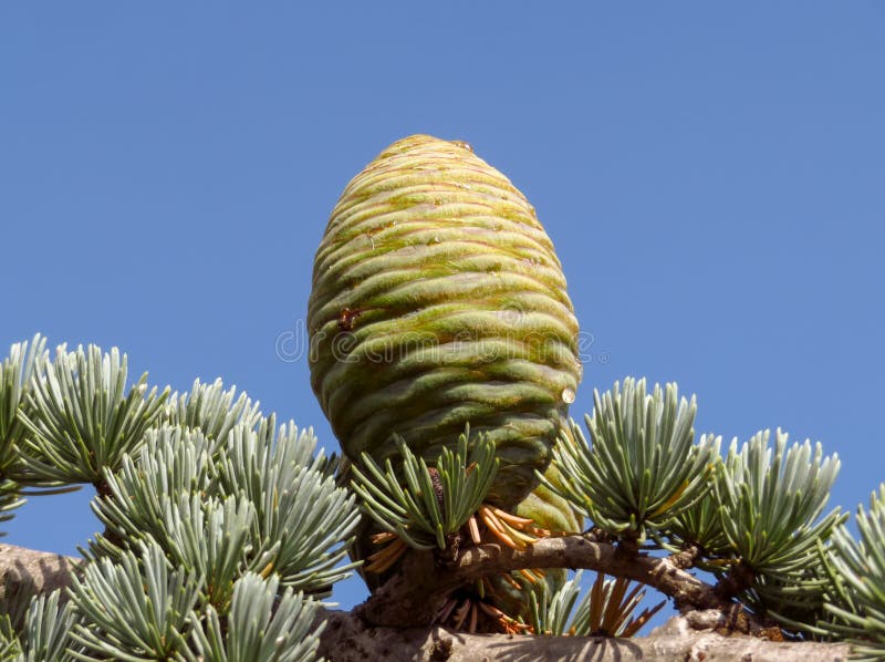 Cedro verde joven del cono imagen de archivo. Imagen de color - 121801115