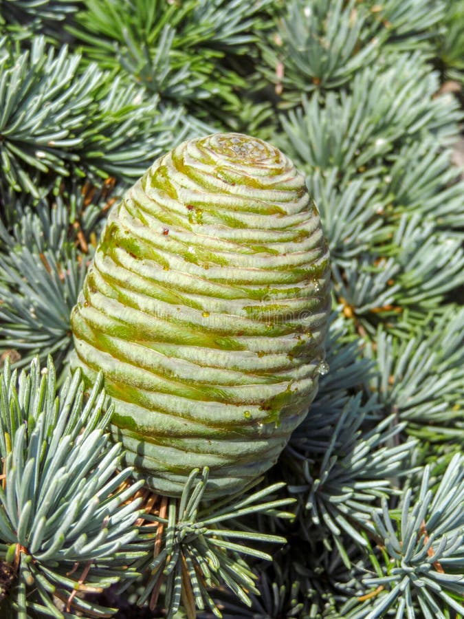 Cedro verde joven del cono foto de archivo. Imagen de perenne - 122103336