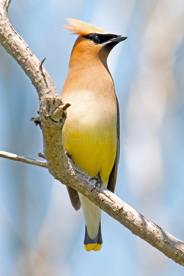 Cedro Waxwing imagen de archivo. Imagen de cedro, amarillo - 25769247