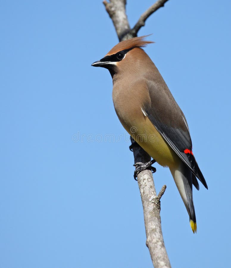 Cedro Waxwing foto de archivo. Imagen de amarillo, tejas - 4357524