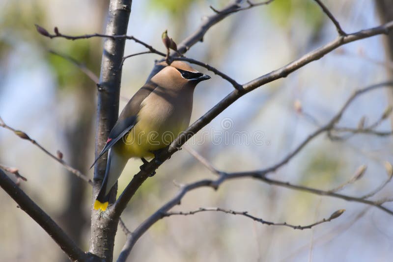 Cedro Waxwing imagen de archivo. Imagen de retrato, deslumbrante - 9433573