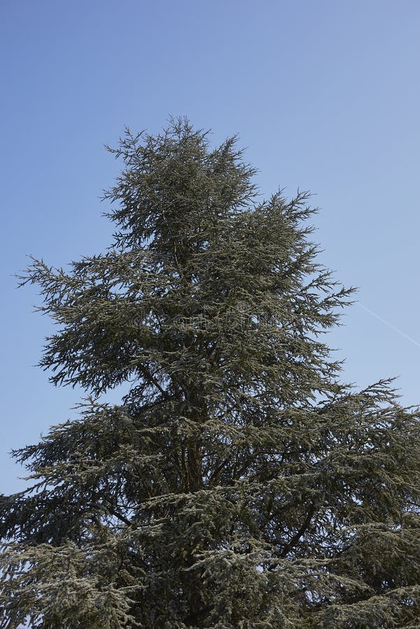 Cedrus atlantica foliage stock photo. Image of public - 144144082