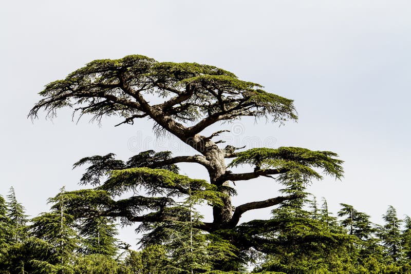 Cedrus stock photo. Image of diaspores, fruits, hormones - 38642796