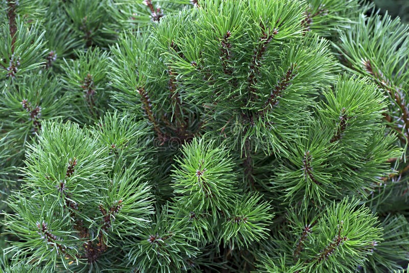 Cedrus Common Name Cedar Genus Coniferous Trees Stock Photos - Free ...
